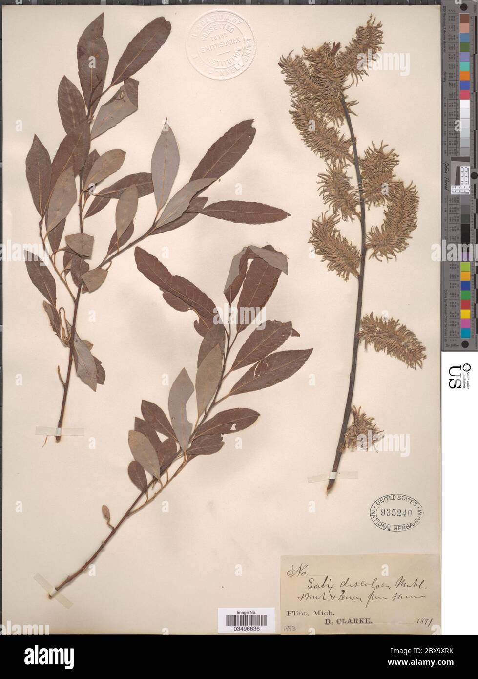 Salix discolor Muhl Salix discolor Muhl Stock Photo - Alamy