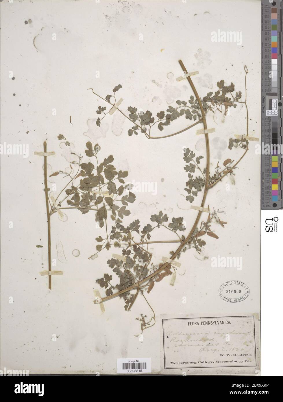 Adlumia hi-res stock photography and images - Alamy