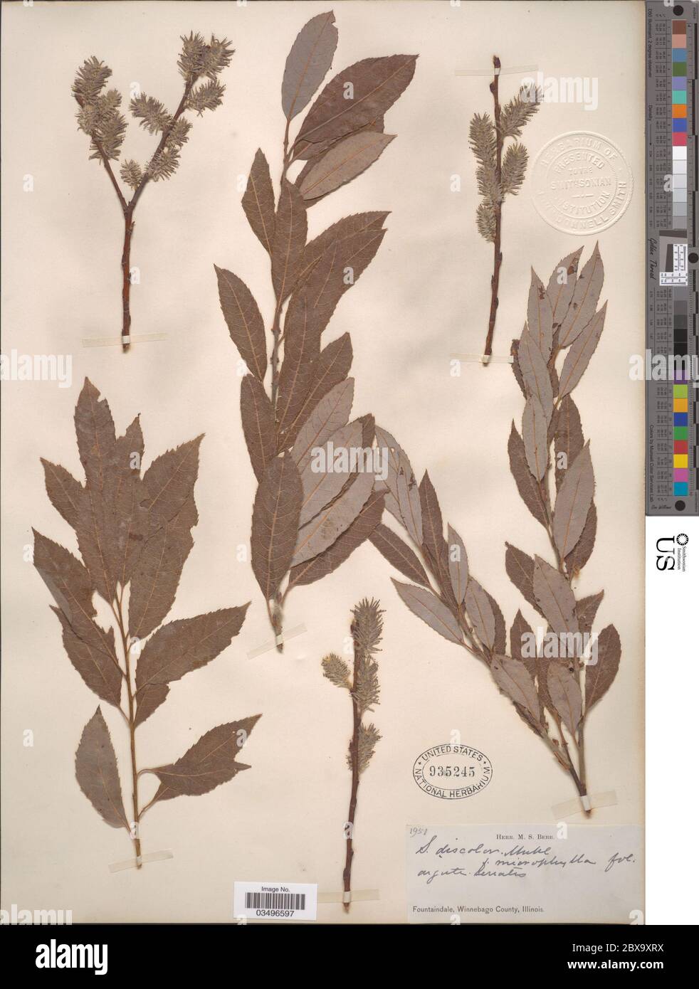 Salix discolor Muhl Salix discolor Muhl Stock Photo - Alamy