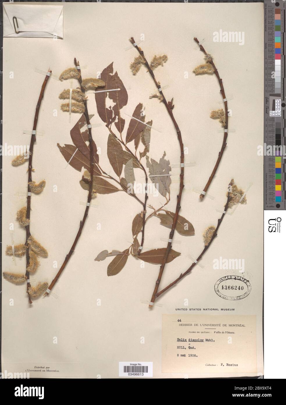 Salix discolor Muhl Salix discolor Muhl Stock Photo - Alamy