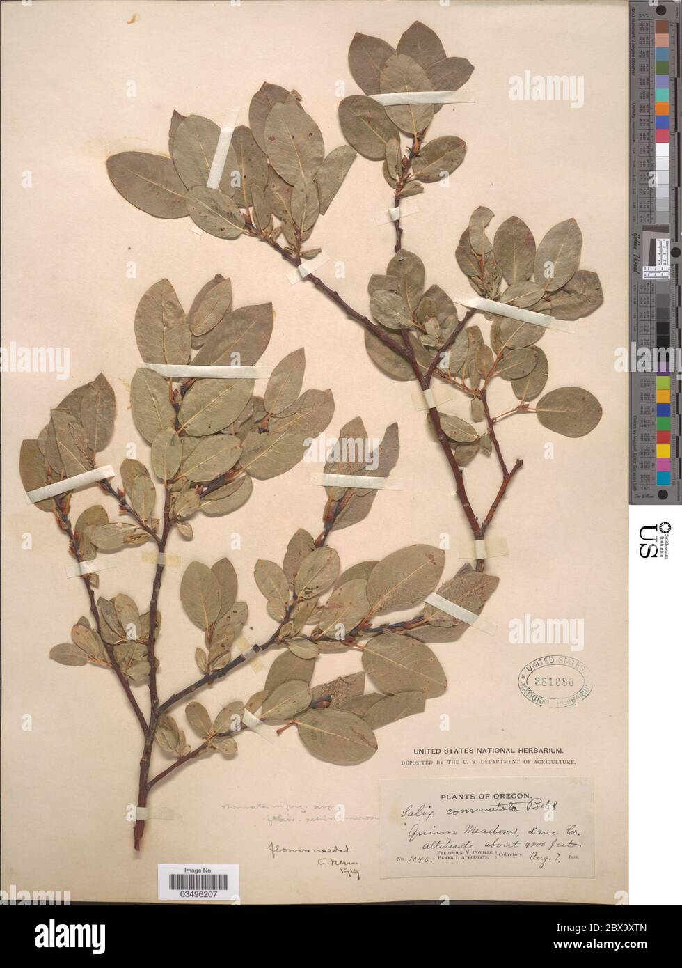 Salix commutata Bebb Salix commutata Bebb Stock Photo - Alamy