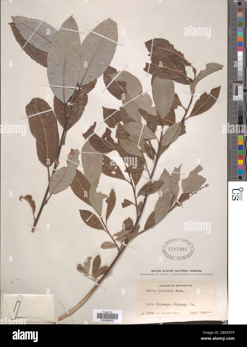 Salix discolor Muhl Salix discolor Muhl Stock Photo - Alamy