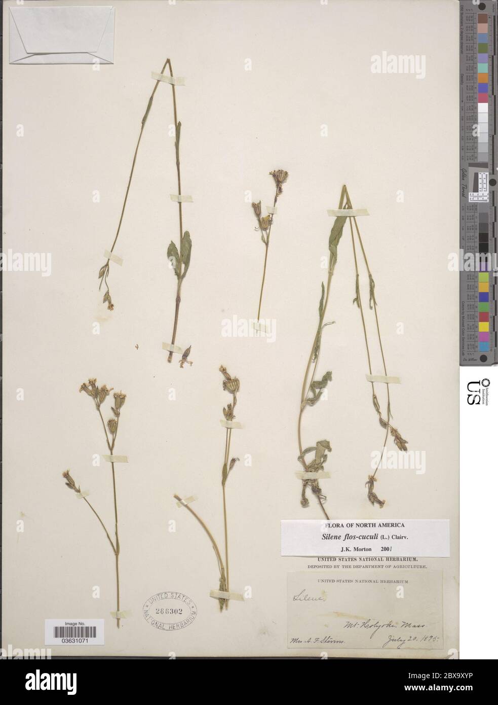 Silene silene sp hi-res stock photography and images - Alamy