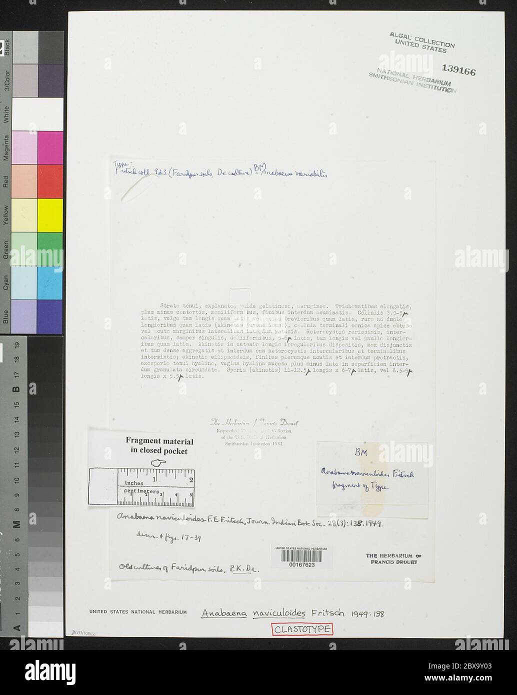 Anabaena naviculoides FE Fritsch Anabaena naviculoides FE Fritsch Stock ...