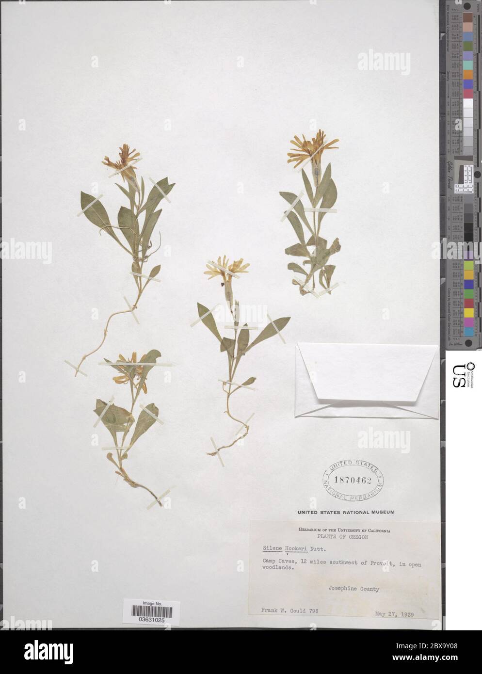Silene hookeri hi-res stock photography and images - Alamy