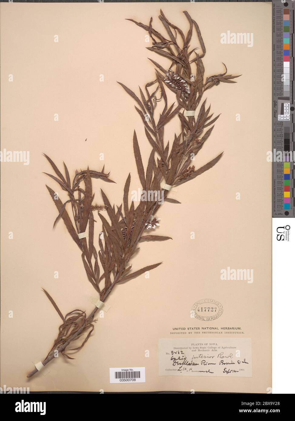 Salix interior Rowlee Salix interior Rowlee Stock Photo - Alamy