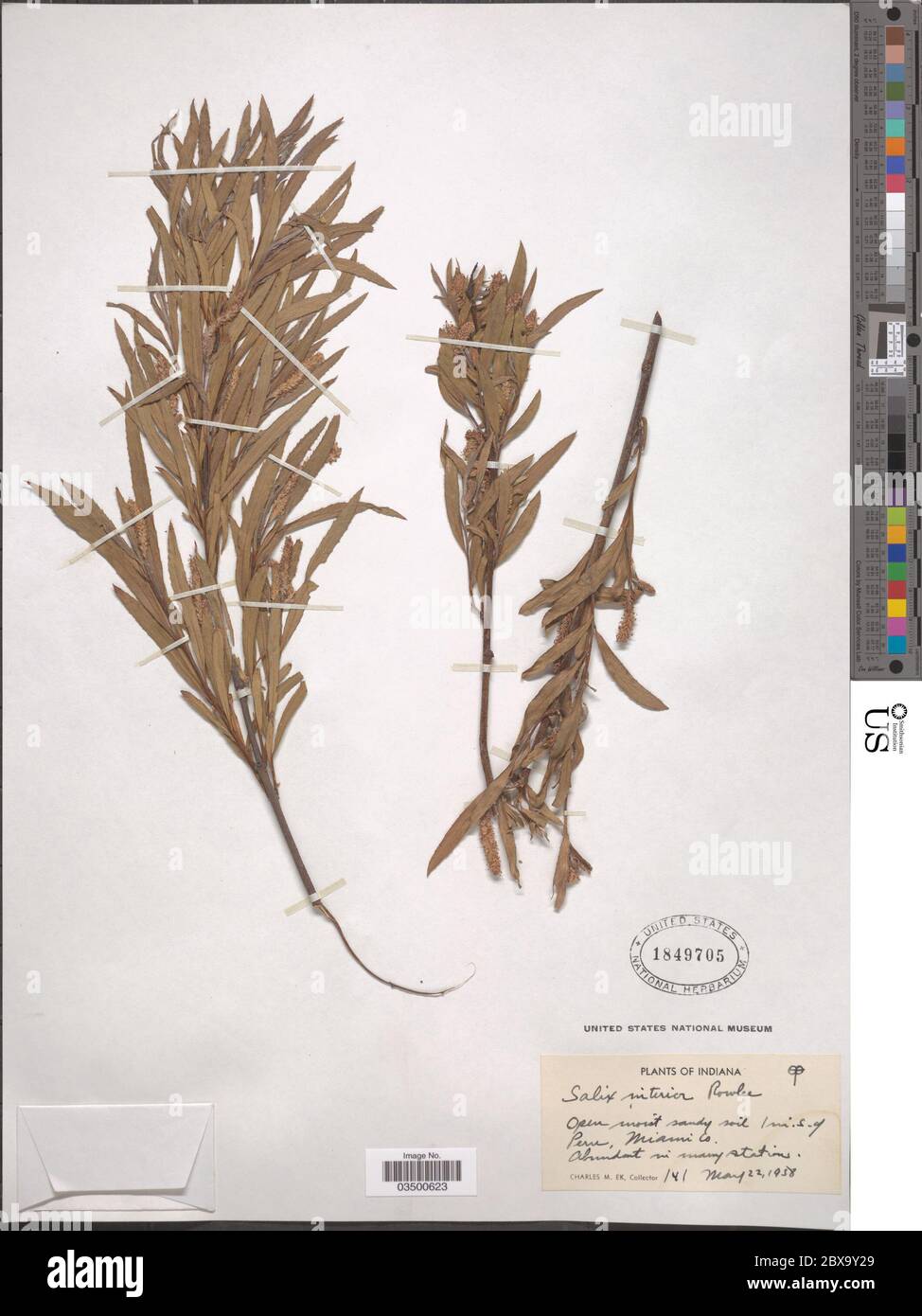 Salix interior Rowlee Salix interior Rowlee Stock Photo - Alamy