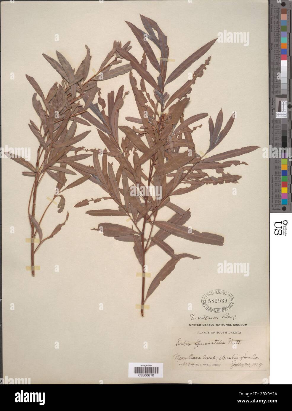 Salix interior Rowlee Salix interior Rowlee Stock Photo - Alamy