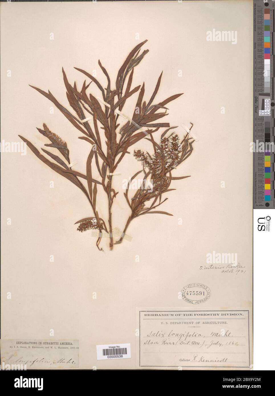 Salix interior Rowlee Salix interior Rowlee Stock Photo - Alamy