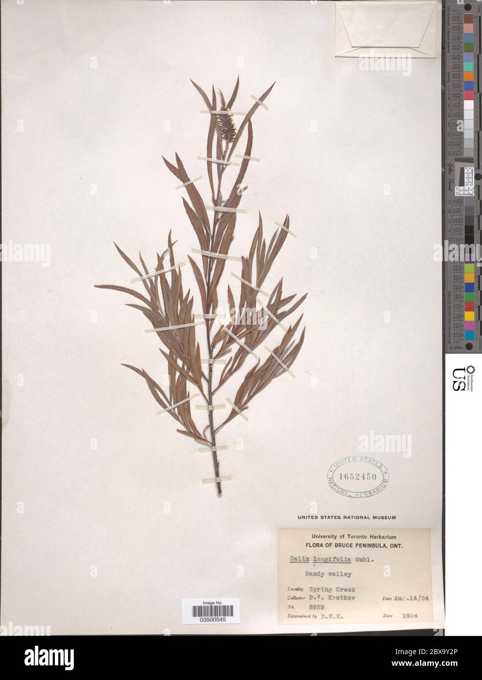 Salix interior Rowlee Salix interior Rowlee Stock Photo - Alamy