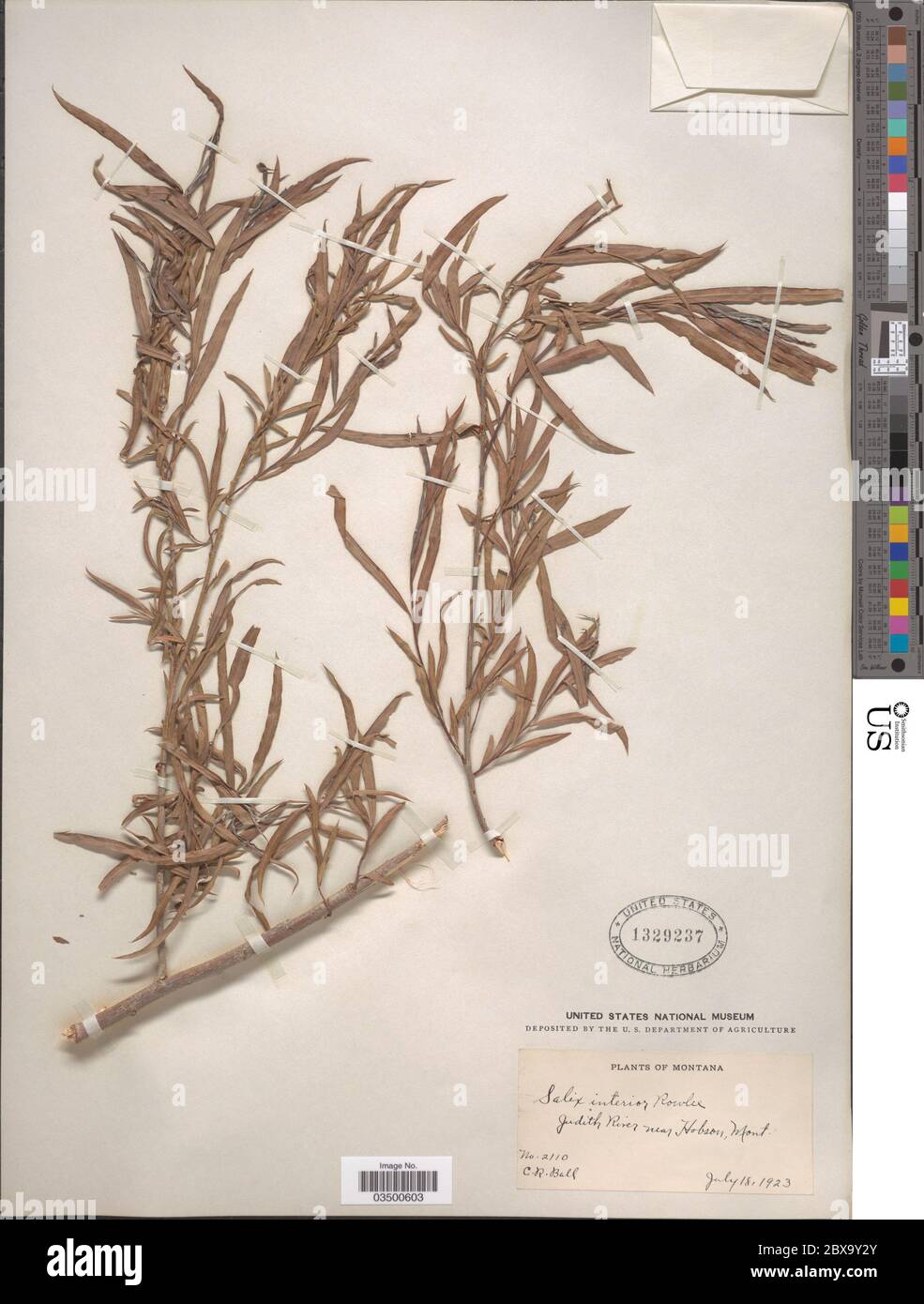 Salix interior Rowlee Salix interior Rowlee Stock Photo - Alamy