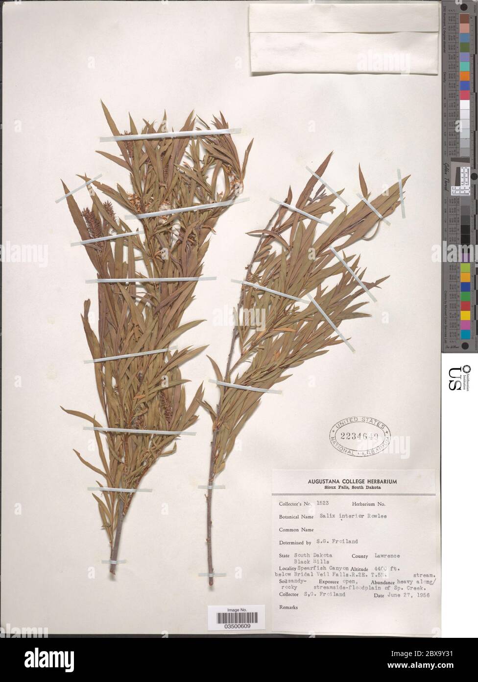 Salix interior Rowlee Salix interior Rowlee Stock Photo - Alamy