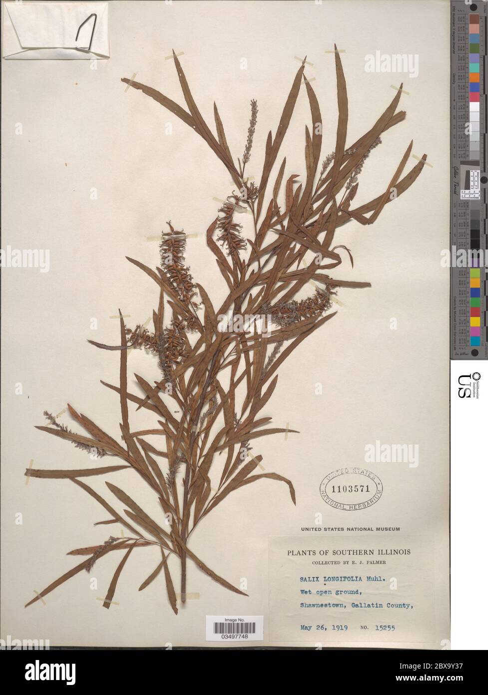 Salix interior Rowlee Salix interior Rowlee Stock Photo - Alamy