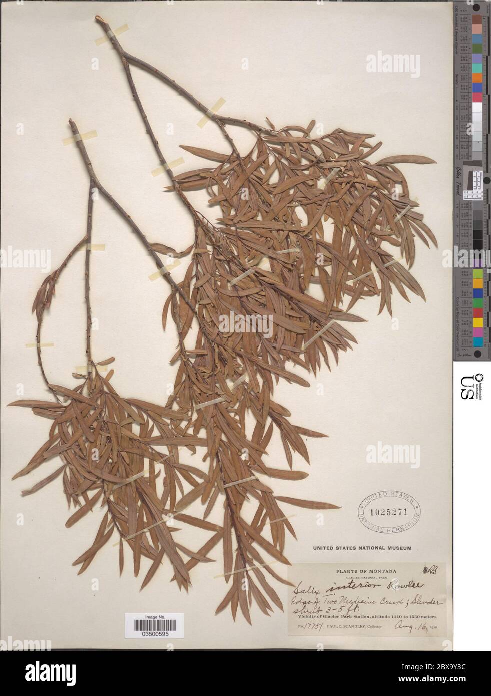 Salix interior Rowlee Salix interior Rowlee Stock Photo - Alamy