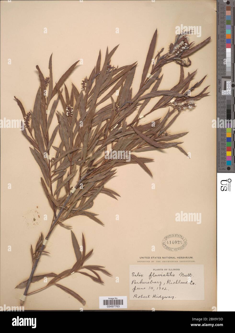 Salix interior Rowlee Salix interior Rowlee Stock Photo - Alamy