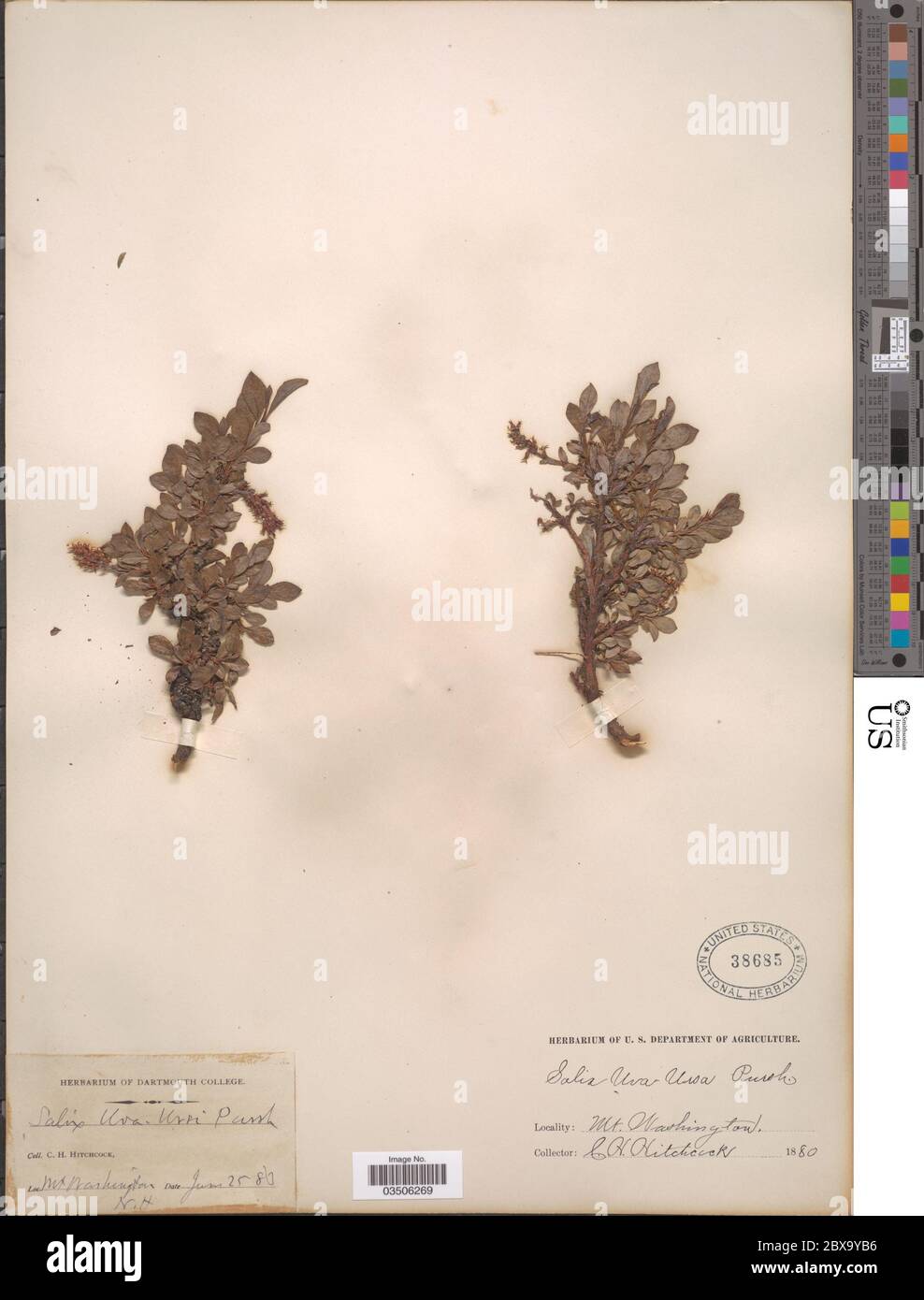 Salix uvaursi Pursh Salix uvaursi Pursh Stock Photo - Alamy