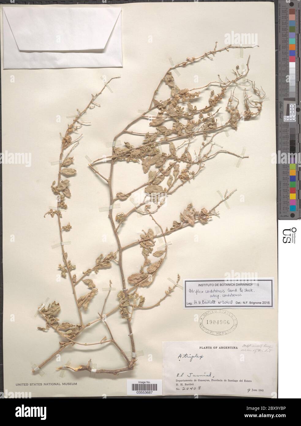 Atriplex sp Atriplex sp Stock Photo - Alamy