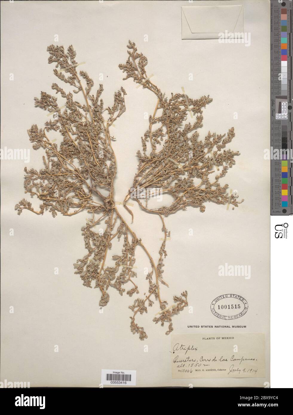 Atriplex sp Atriplex sp Stock Photo - Alamy