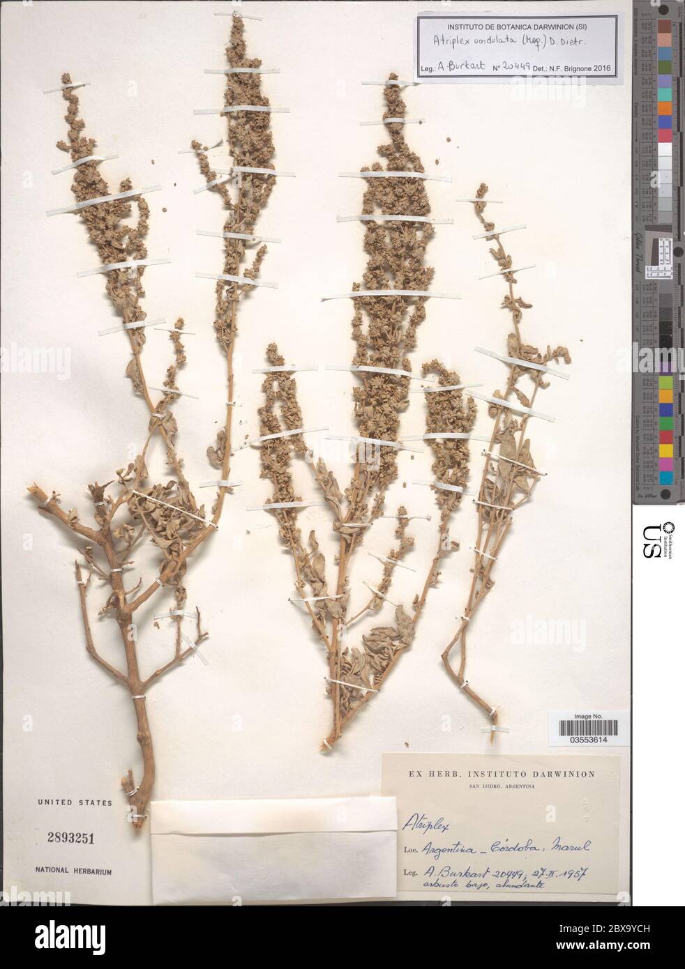 Atriplex sp Atriplex sp Stock Photo - Alamy