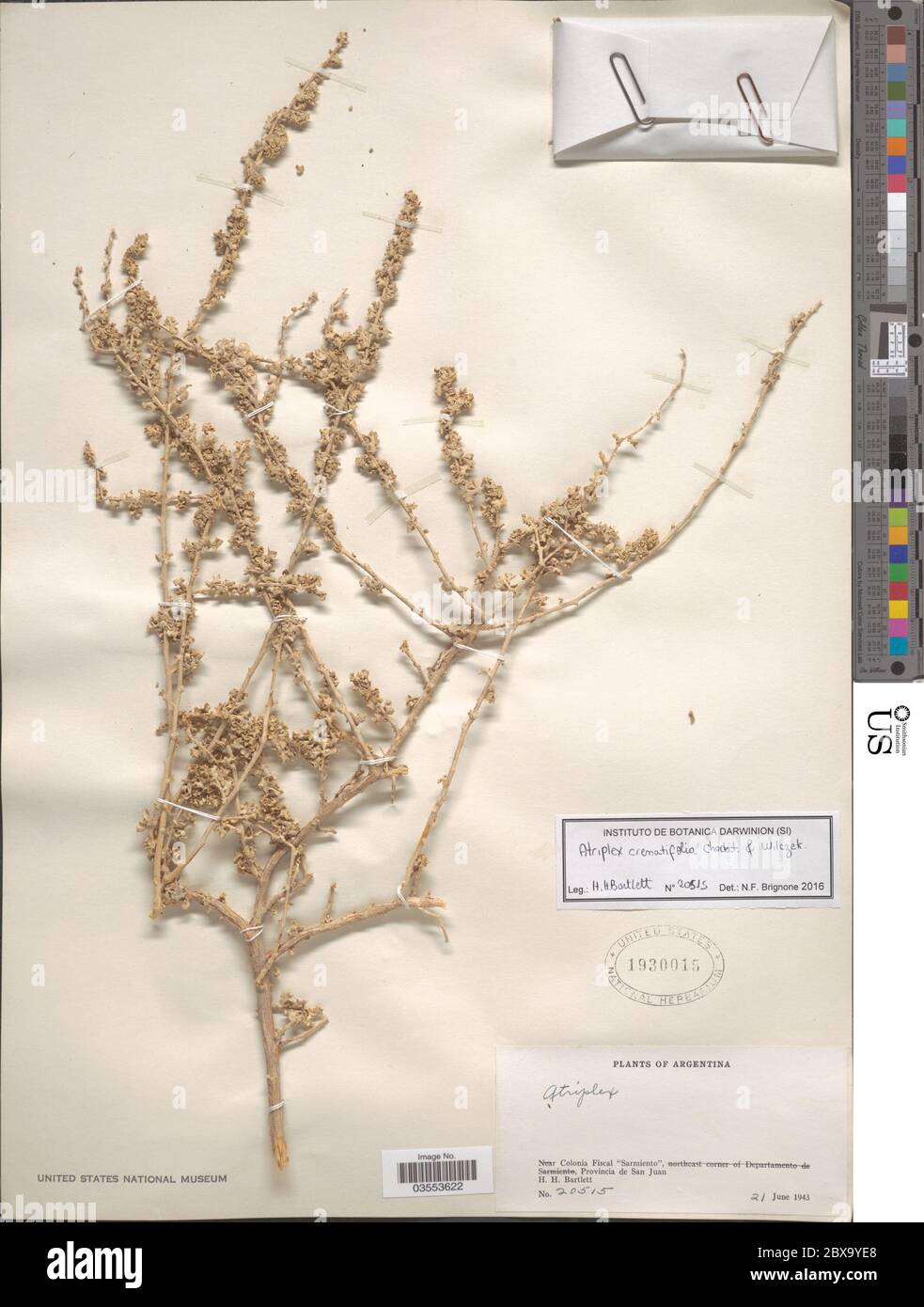 Atriplex sp Atriplex sp Stock Photo - Alamy