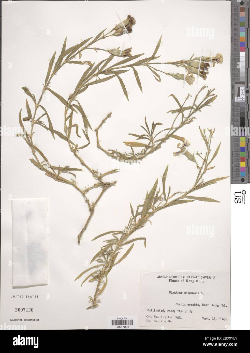Dianthus chinensis L Dianthus chinensis L Stock Photo - Alamy