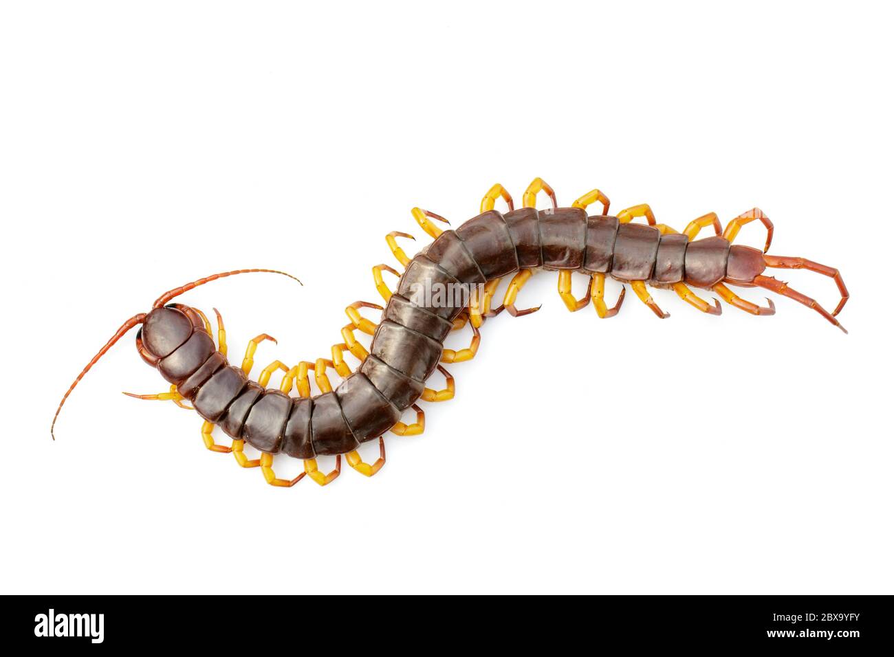 Image of centipedes or chilopoda isolated on white background. Animal ...