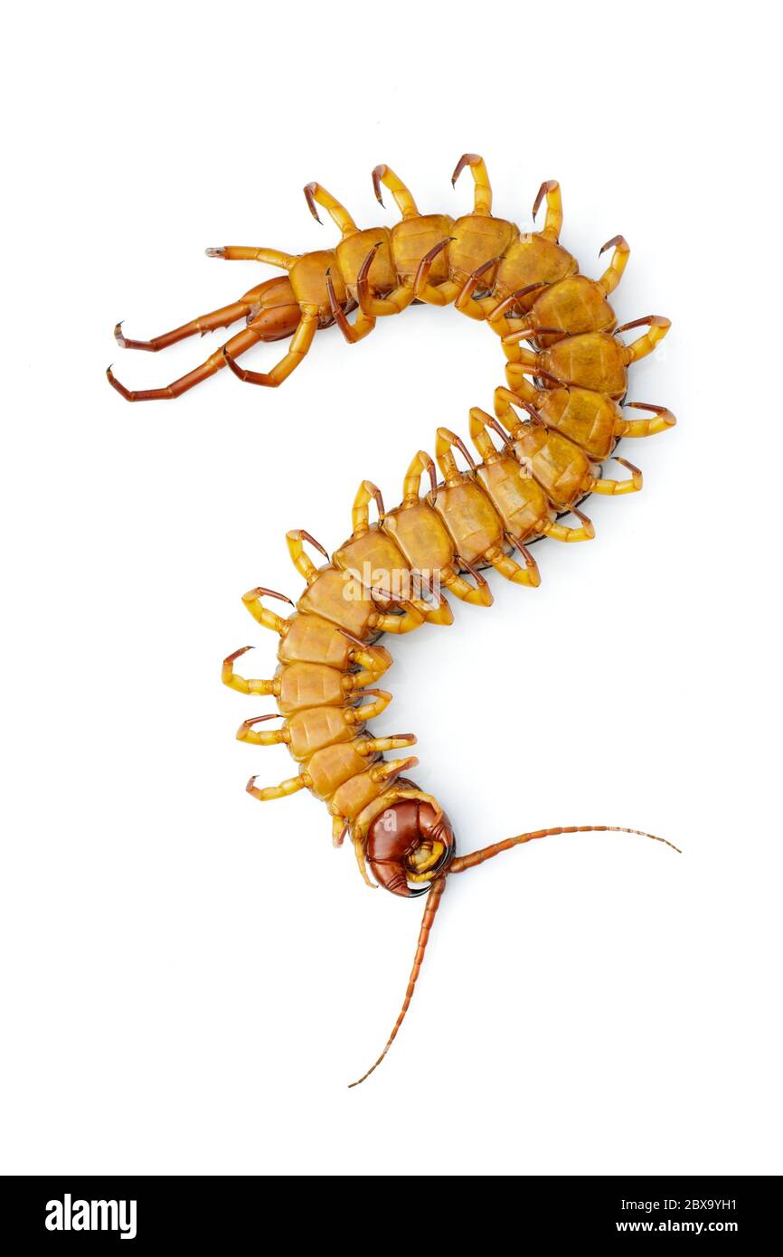 Image of dead centipedes or chilopoda isolated on white background ...