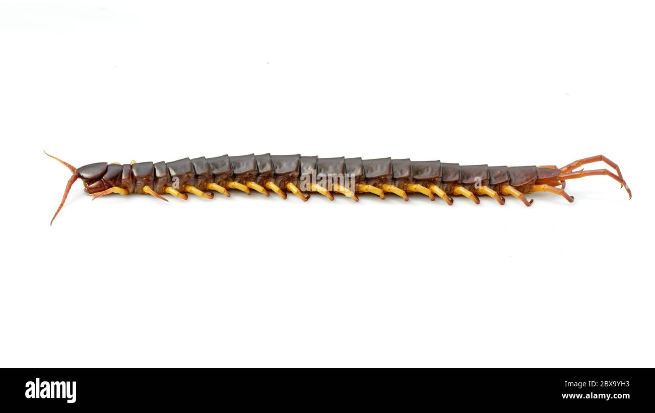 Image of centipedes or chilopoda isolated on white background. Animal ...