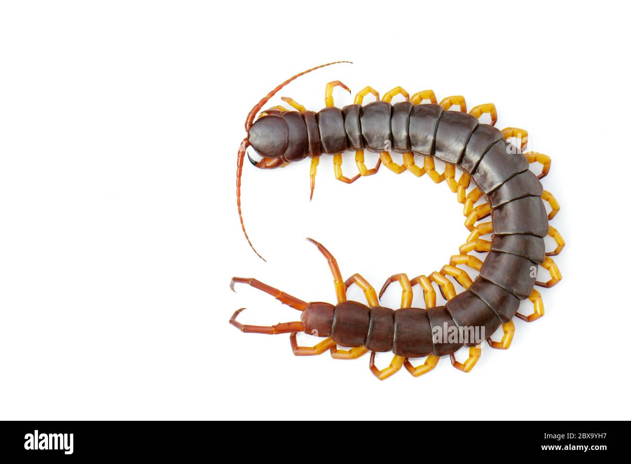 Image of centipedes or chilopoda isolated on white background. Animal ...