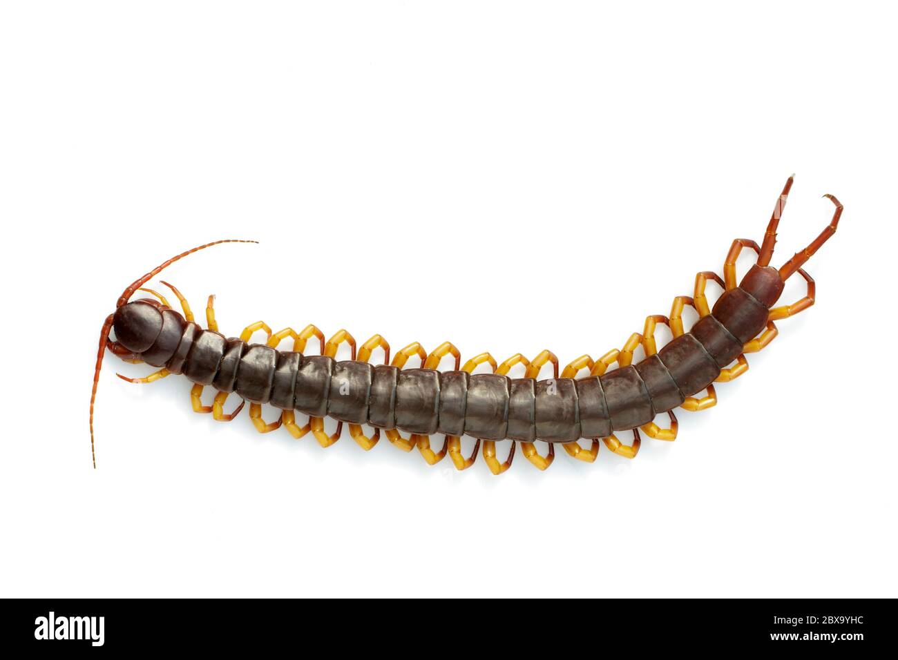 Image of centipedes or chilopoda isolated on white background. Animal ...