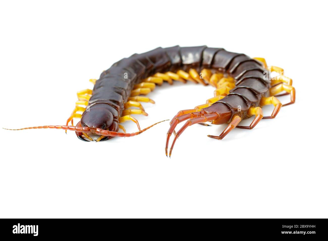 Image of centipedes or chilopoda isolated on white background. Animal ...