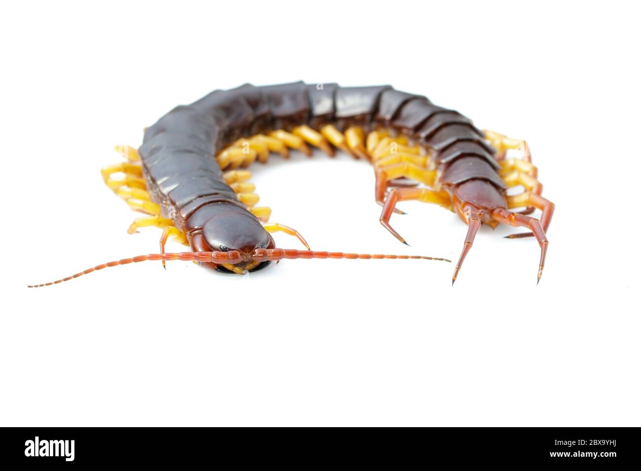 Chilopoda Examples