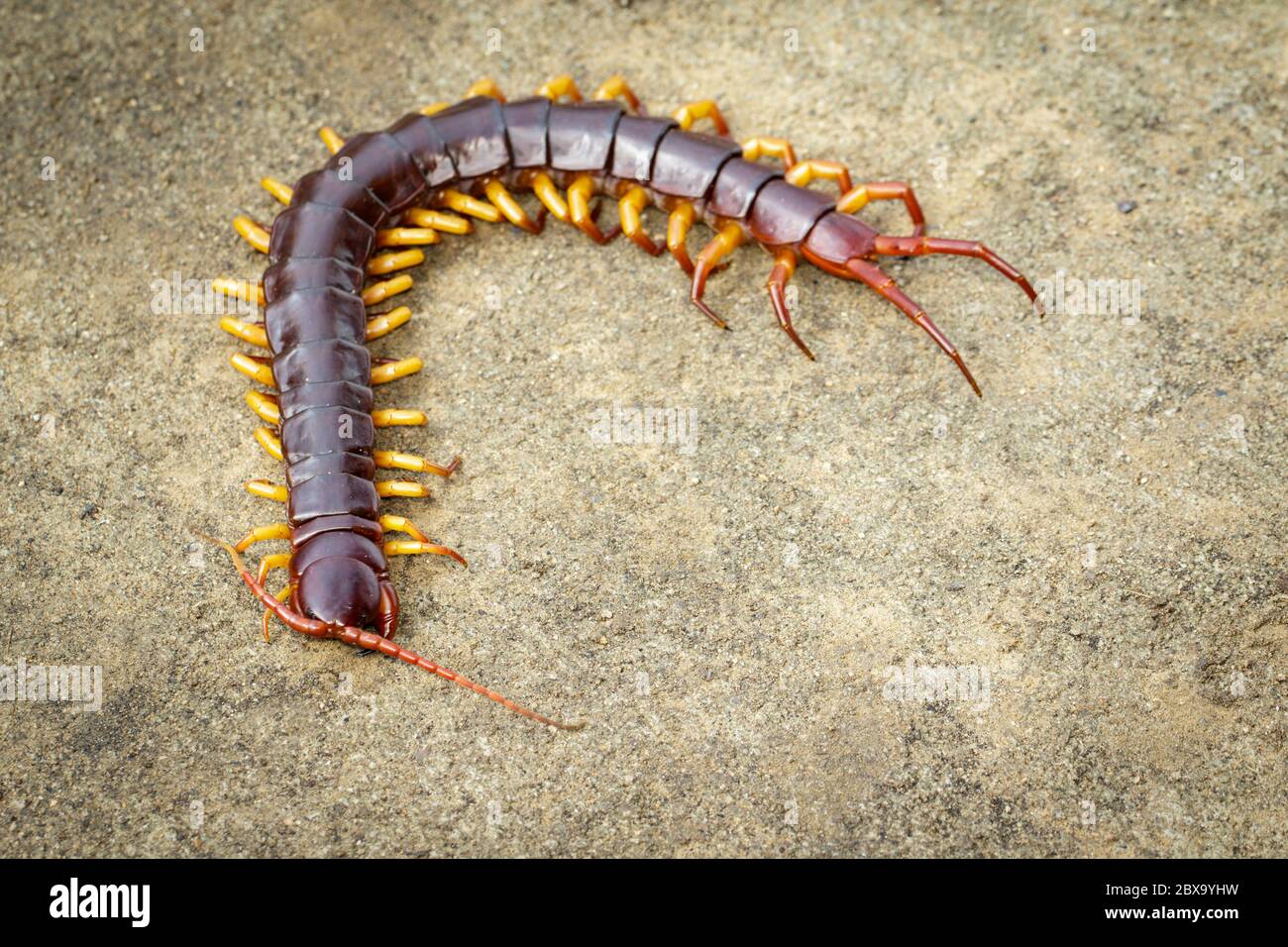 Millipedes Poisonous