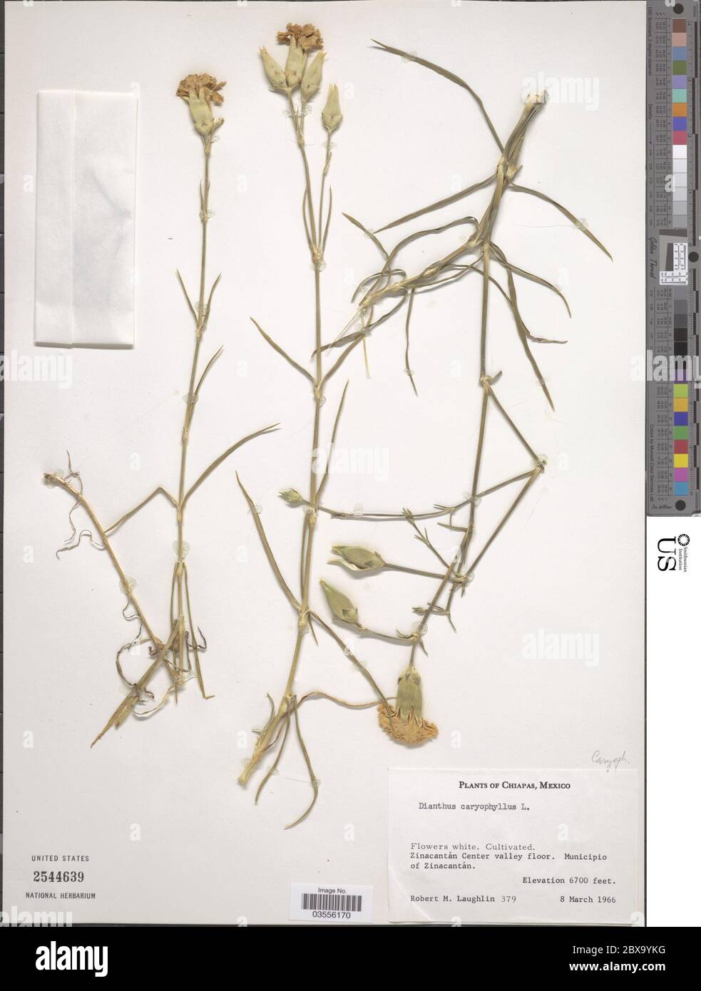 Dianthus caryophyllus L Dianthus caryophyllus L Stock Photo - Alamy