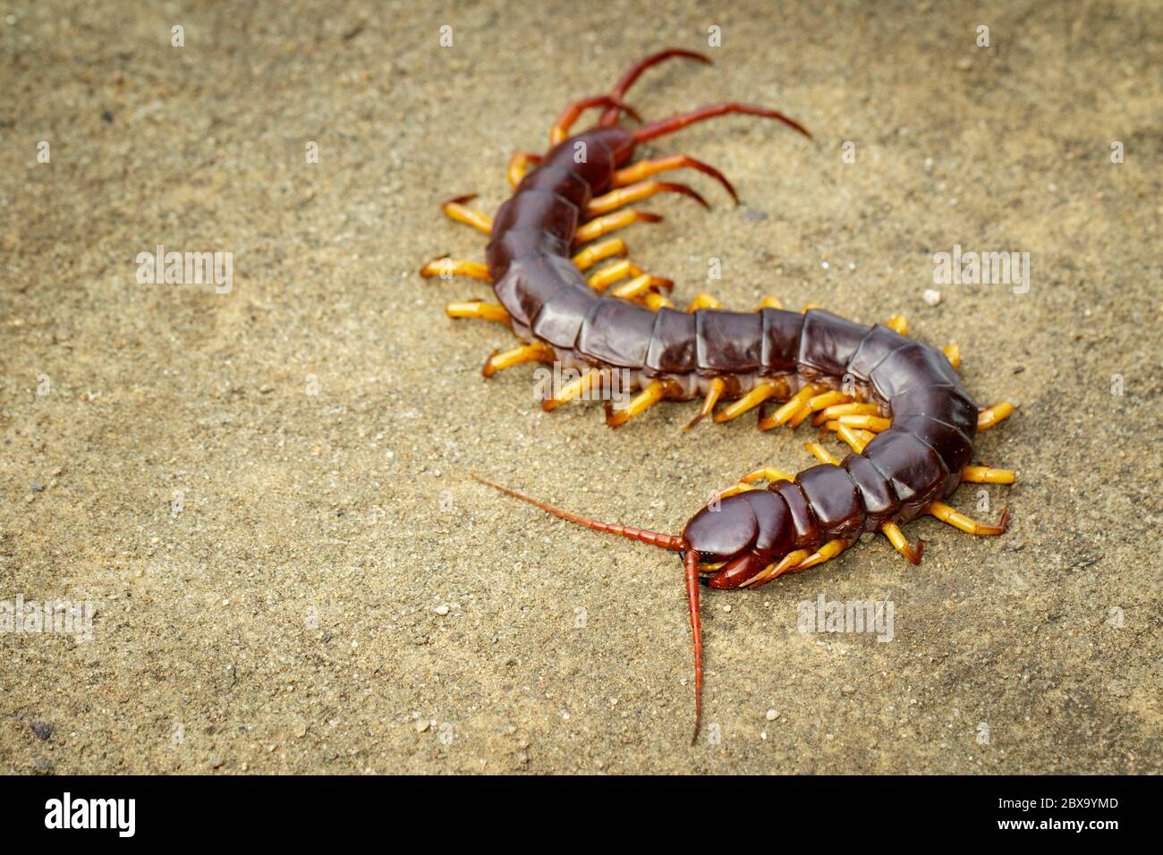 Image of centipedes or chilopoda on the ground. Animal. poisonous ...
