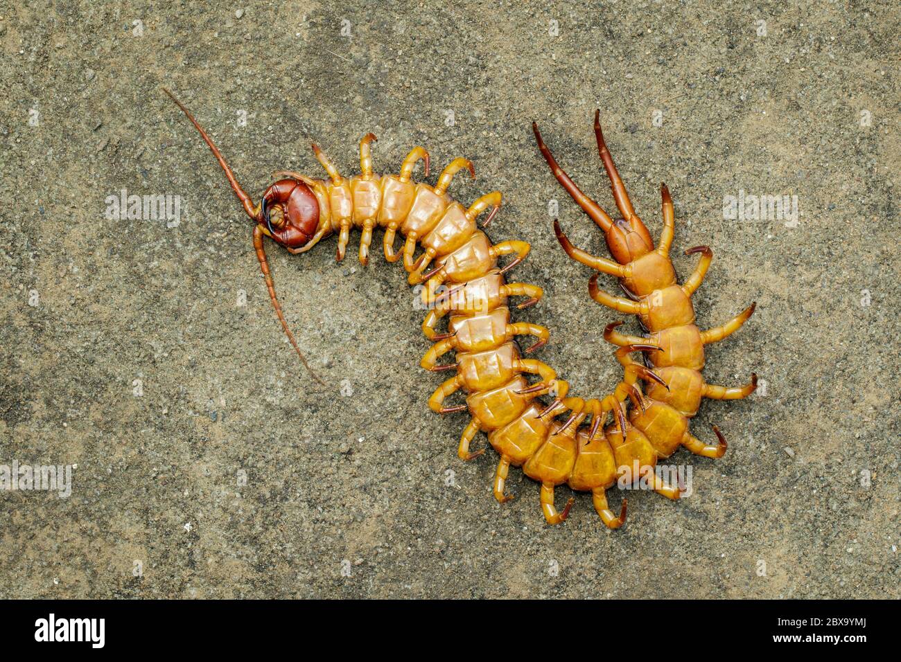 Centipede High Resolution Stock Photography and Images - Alamy
