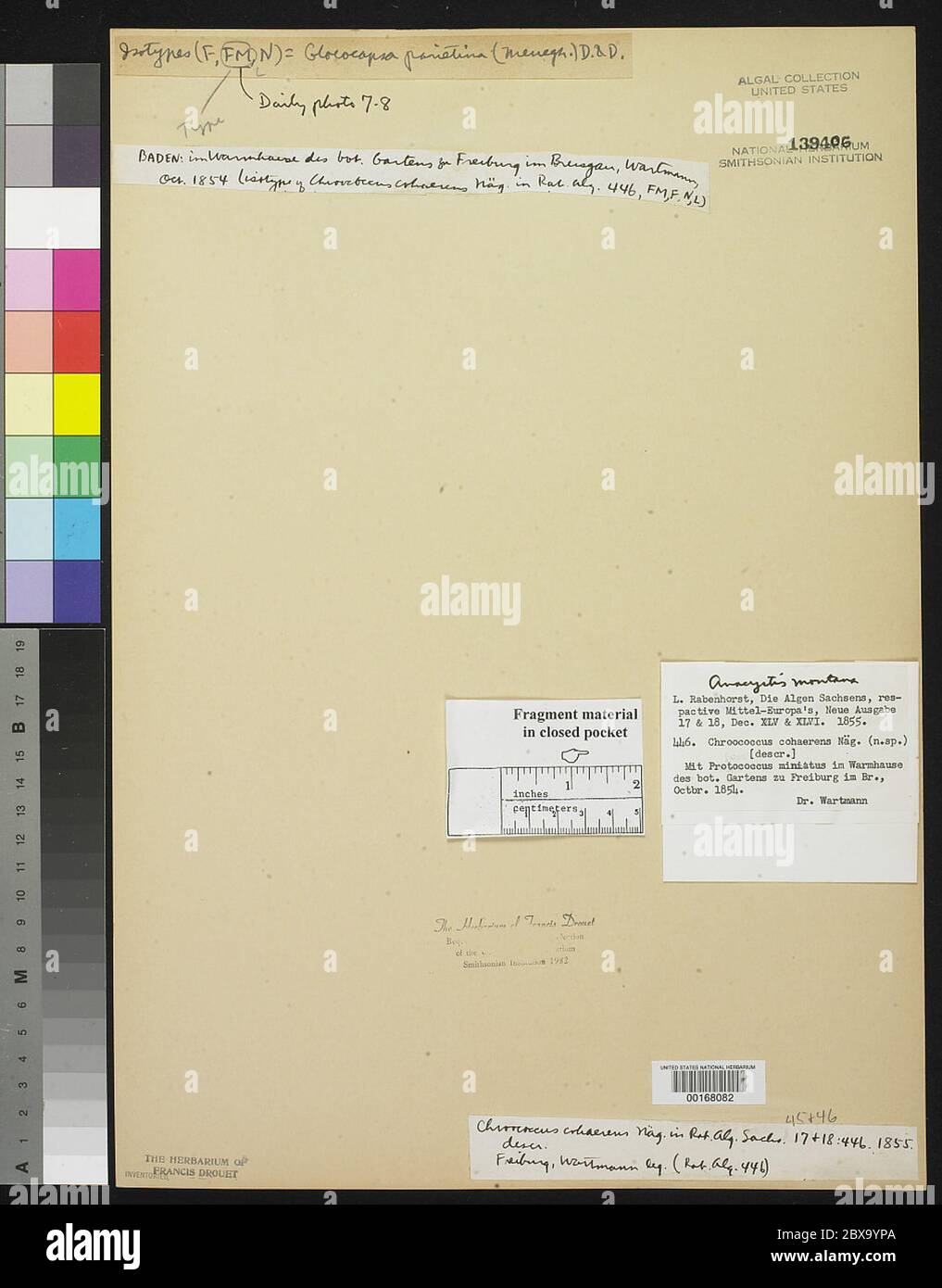Chroococcus cohaerens Ngeli in Rabenh Chroococcus cohaerens Ngeli in ...