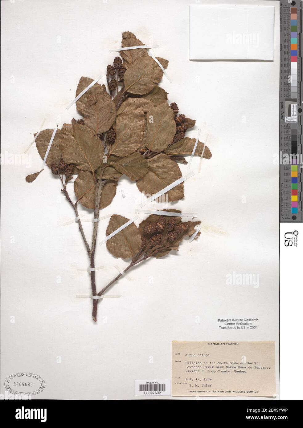 Alnus Alnobetula High Resolution Stock Photography and Images - Alamy