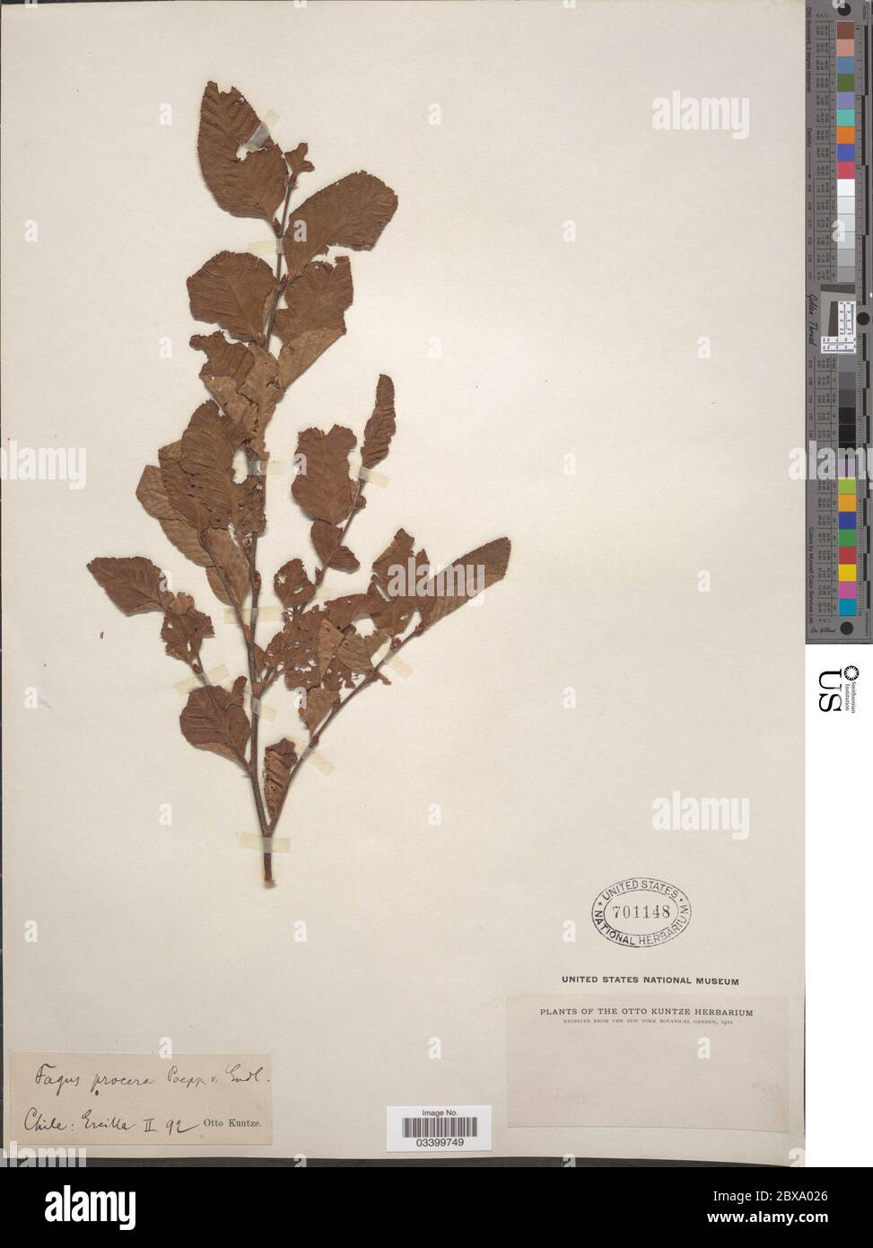 Nothofagus procera Nothofagus procera Stock Photo - Alamy