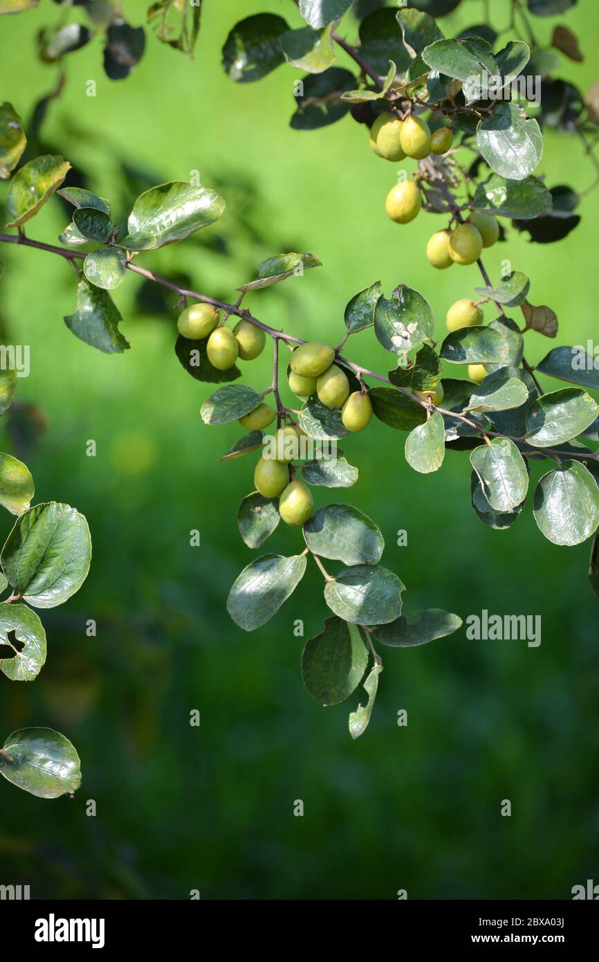 Jujube Tree High Resolution Stock Photography and Images - Alamy