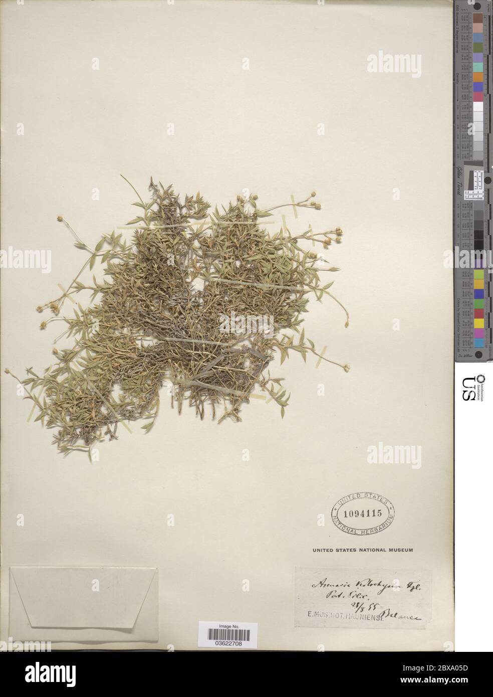 Arenaria sp Arenaria sp Stock Photo - Alamy