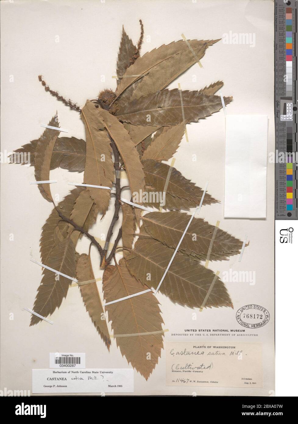 Castanea sativa mill hi-res stock photography and images - Alamy