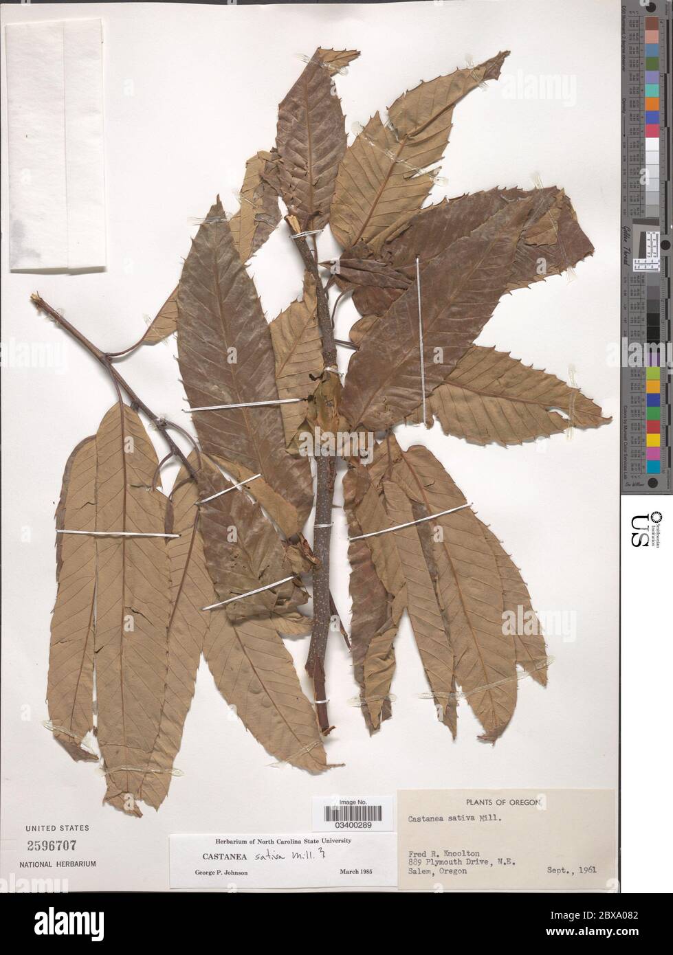 Castanea sativa mill hi-res stock photography and images - Alamy