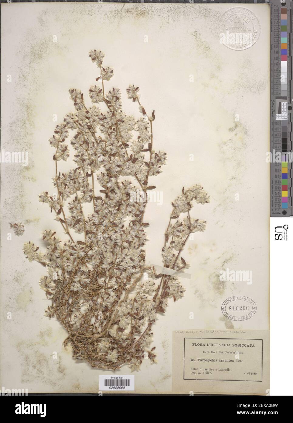 Paronychia argentea Lam Paronychia argentea Lam Stock Photo - Alamy