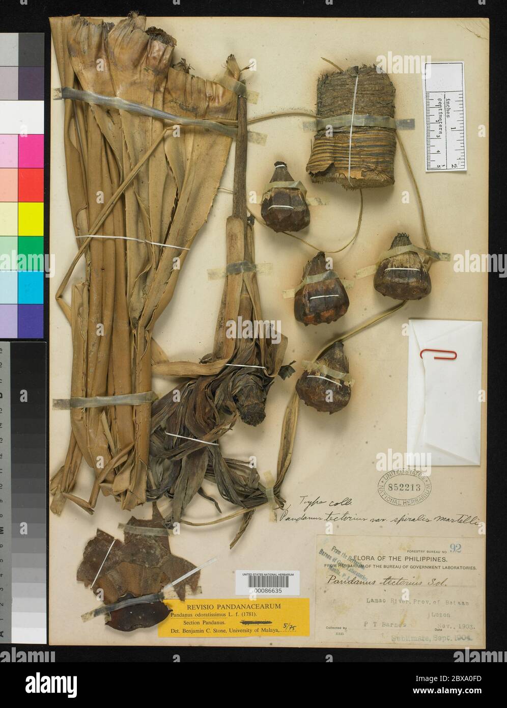 Var spiralis hi-res stock photography and images - Alamy