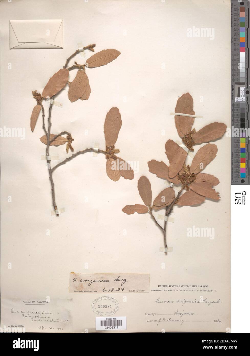 Quercus arizonica Sarg Quercus arizonica Sarg Stock Photo - Alamy