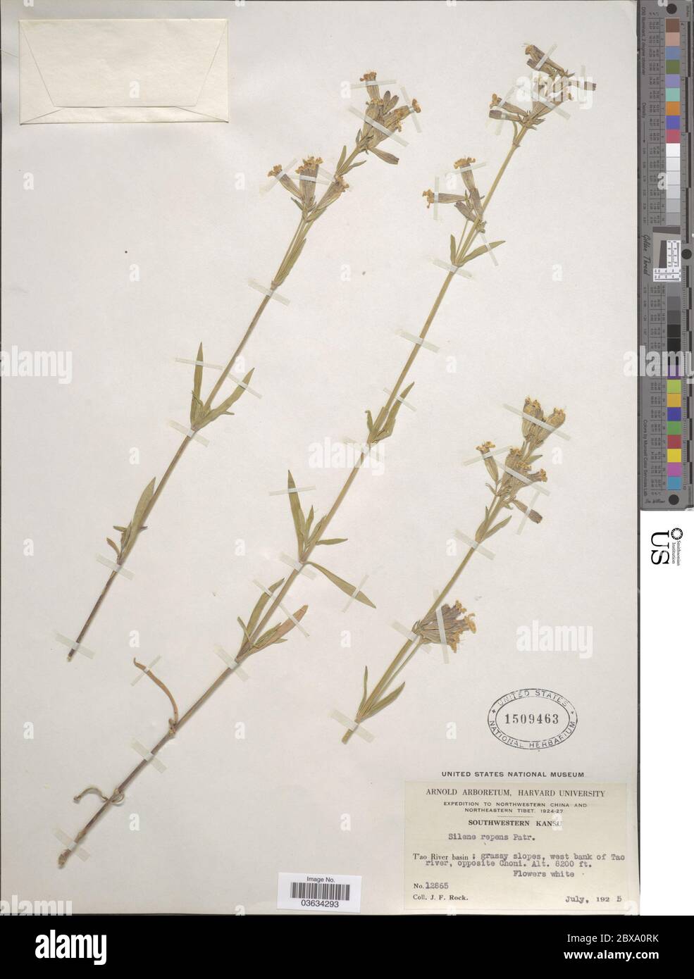 Silene repens Patrin Silene repens Patrin Stock Photo - Alamy