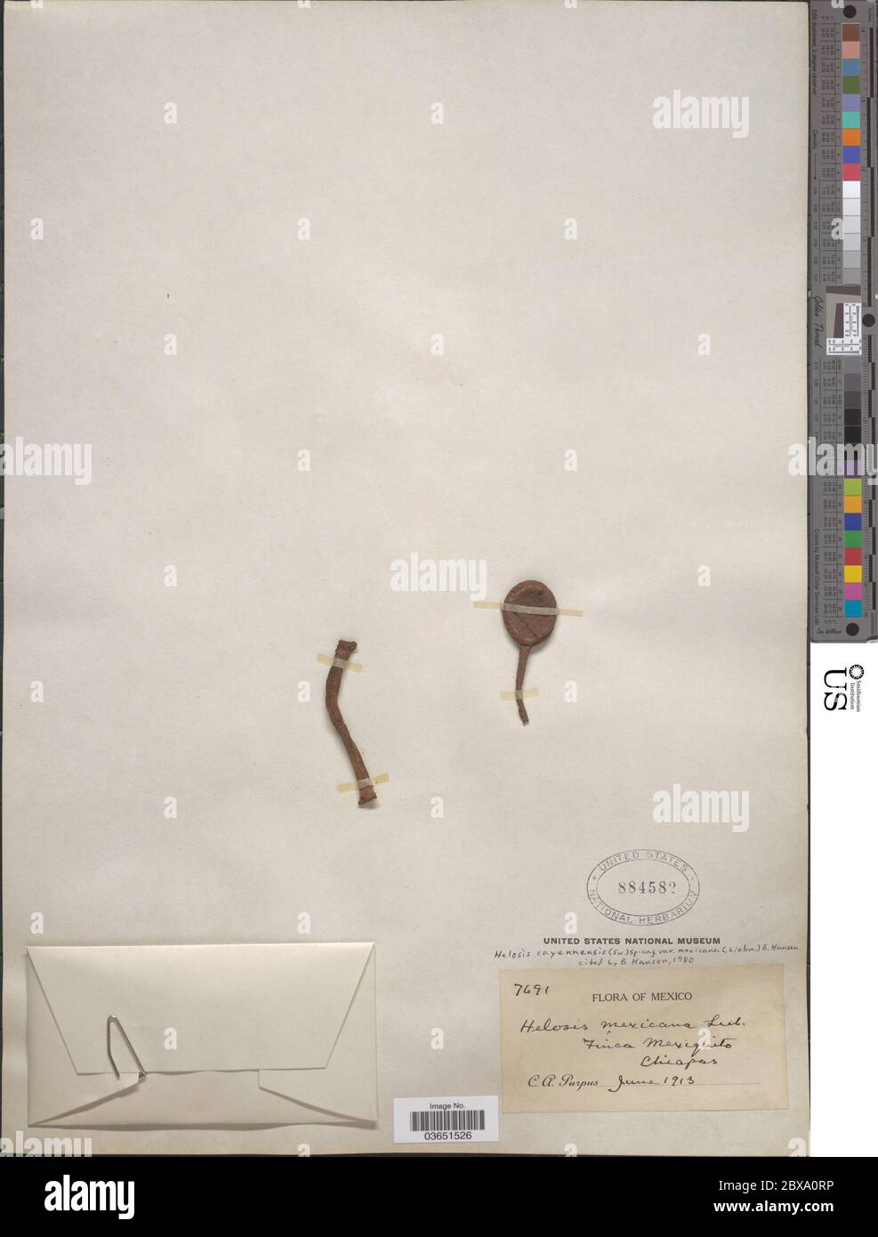 Helosis hi-res stock photography and images - Alamy