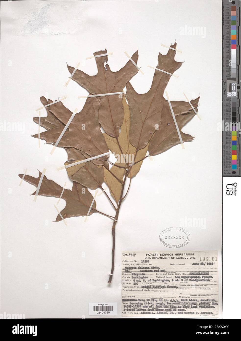 Quercus Falcata High Resolution Stock Photography and Images - Alamy