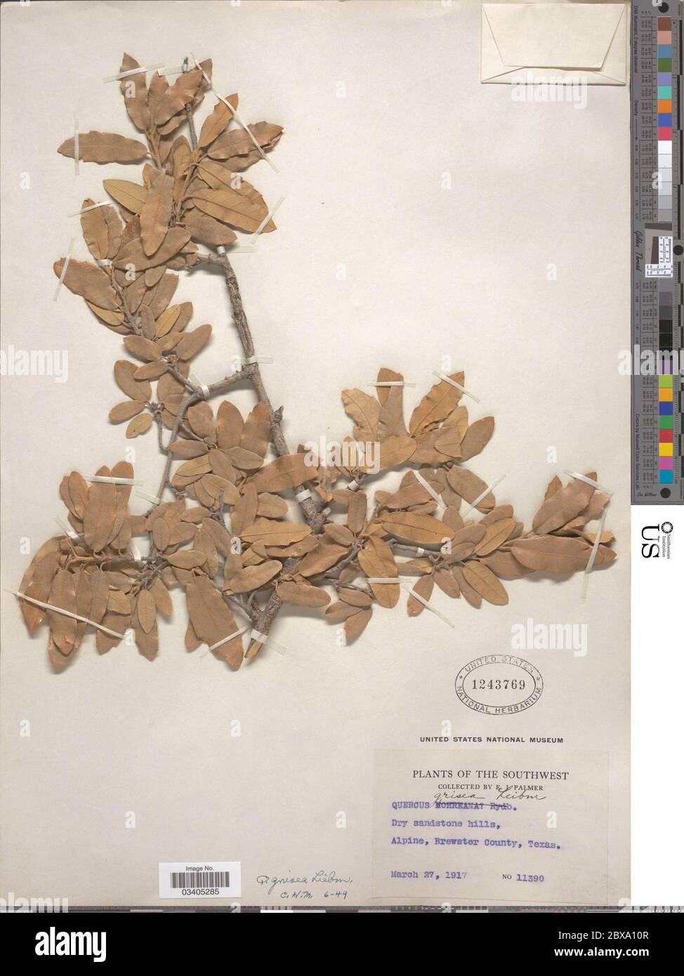 Quercus grisea Liebm Quercus grisea Liebm Stock Photo - Alamy